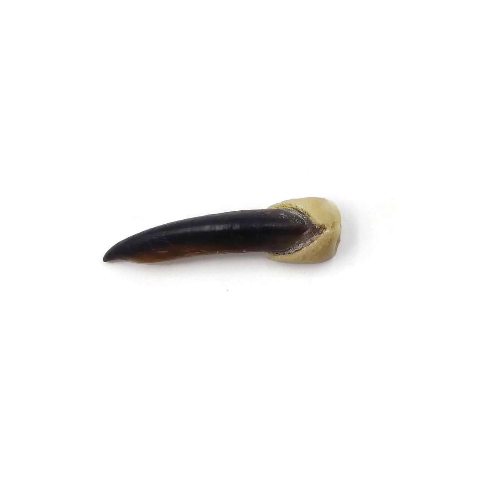 Seal Claw – Les Artisans Indiens du Québec